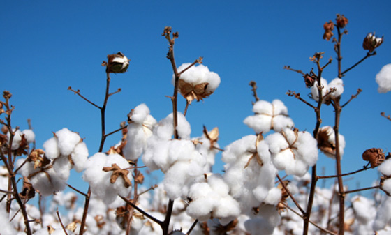 EKOGEO: KAPAS : TUMBUHAN BAHAN BAKU TEKSTIL