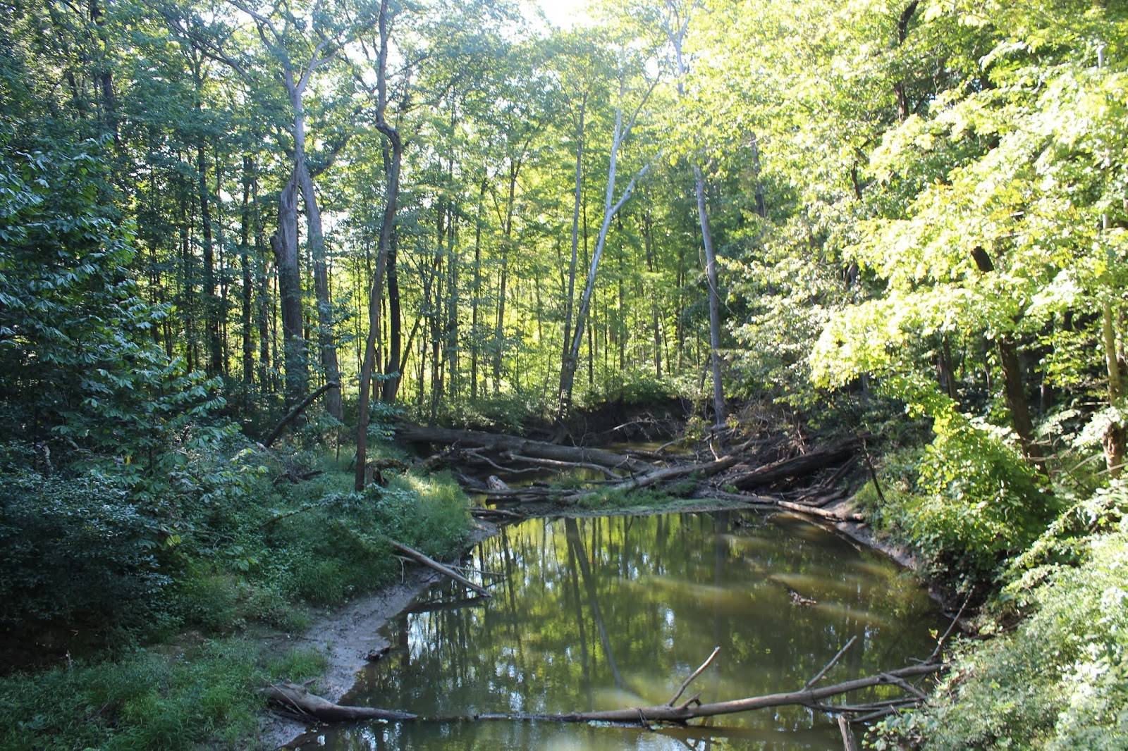 FINALLY - Visiting Warren Woods State Park