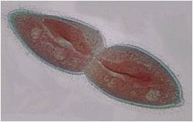 Protozoos y Poriferos: Protozoarios