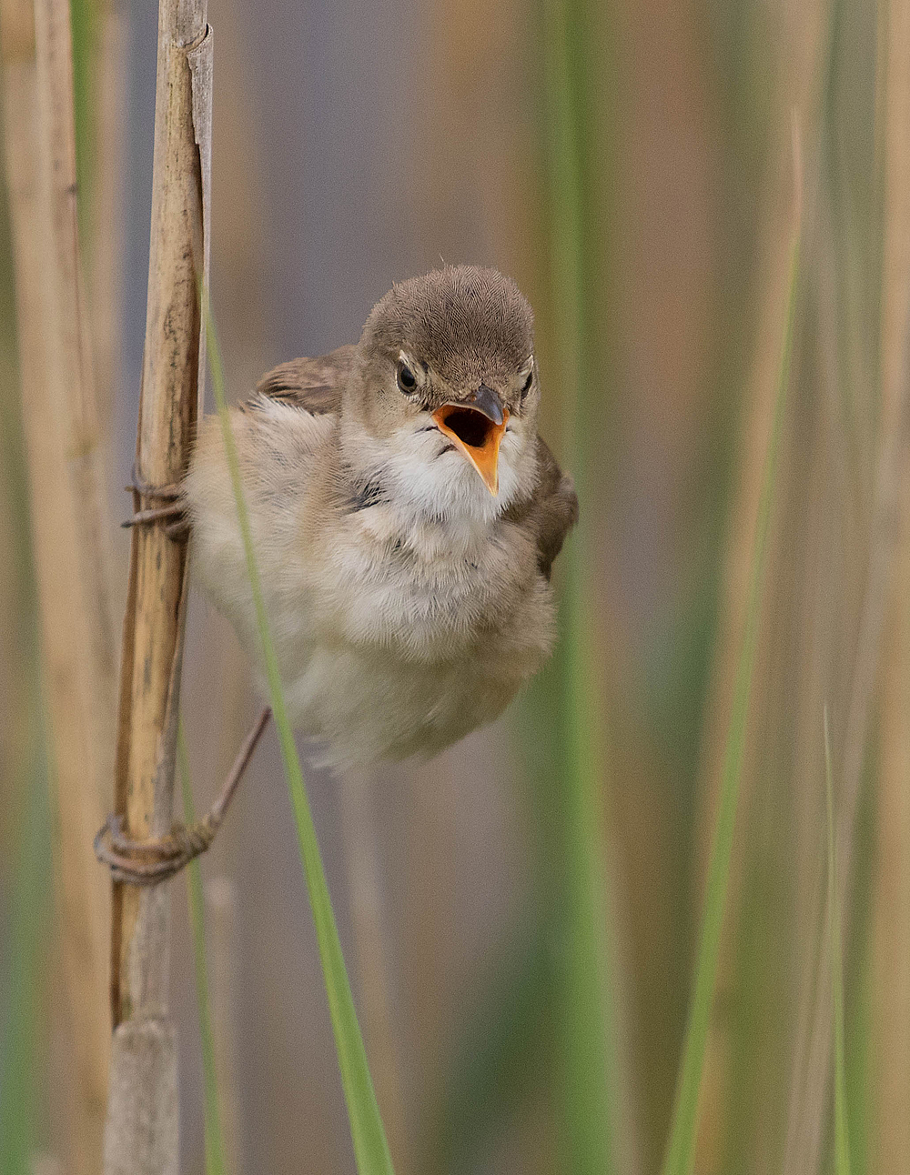 CAMBRIDGESHIRE BIRD CLUB GALLERY: Reed Warbler
