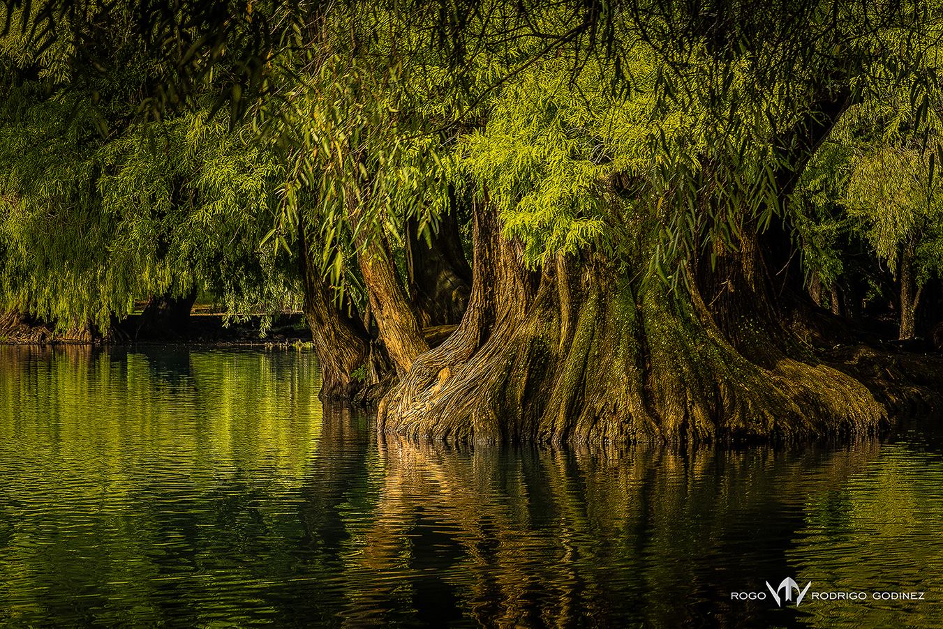 Jaime Ramos Méndez: Ahuehuetes o sabinos en el lago Camécuaro ...