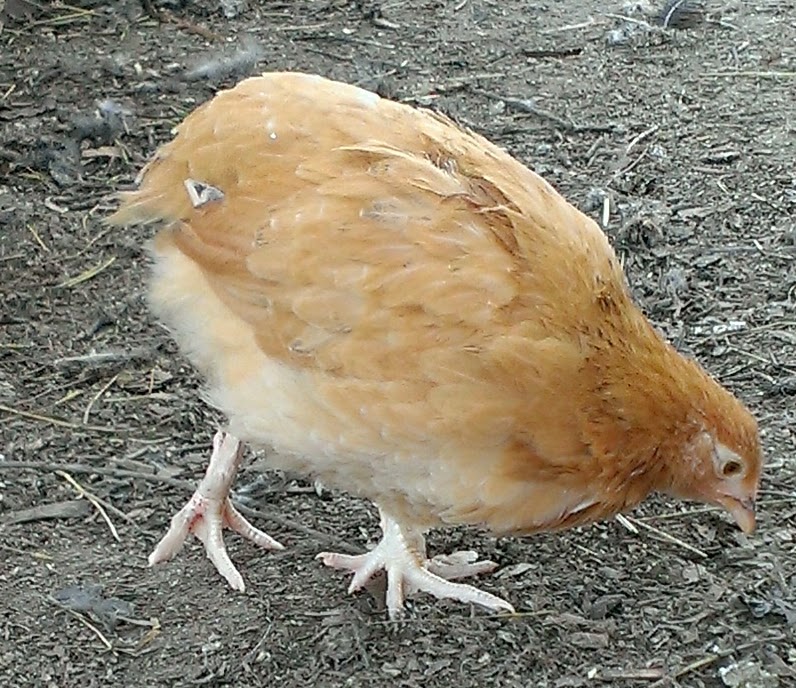 Our Journey: A chick with extra toes??