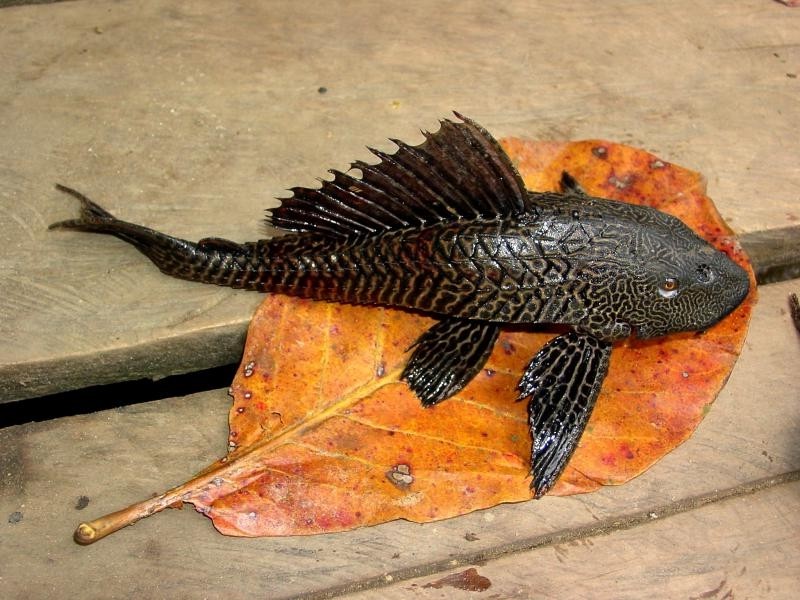 El último shamán de la amazonía: la carachama, un pez prehistórico