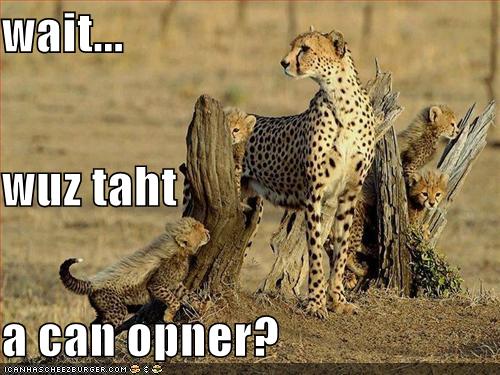 Funny Cheetah Photos | Funny Animals