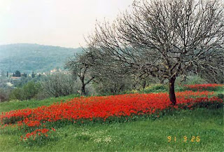 ΑΓΙΑ ΜΑΤΡΩΝΑ Η ΧΙΟΠΟΛΙΤΙΣ - St Matrona of Chios: Ιερά Προσκυνήματα ...