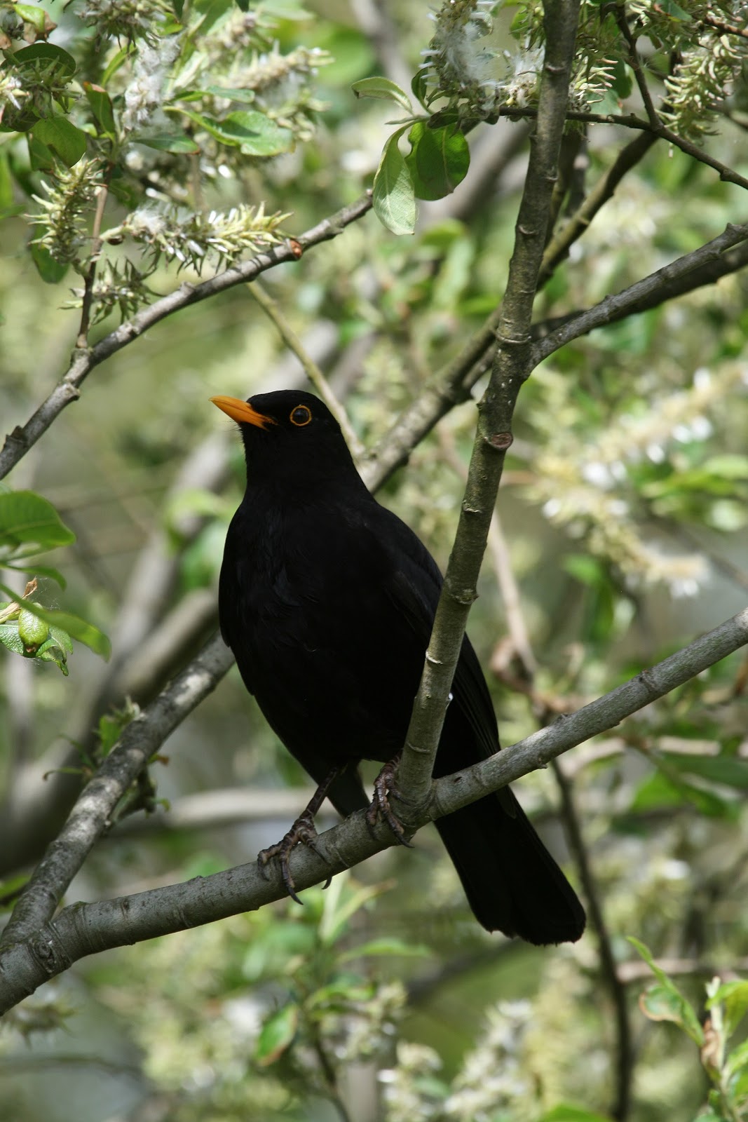 Garden Bird Year: Blackbird behaviour