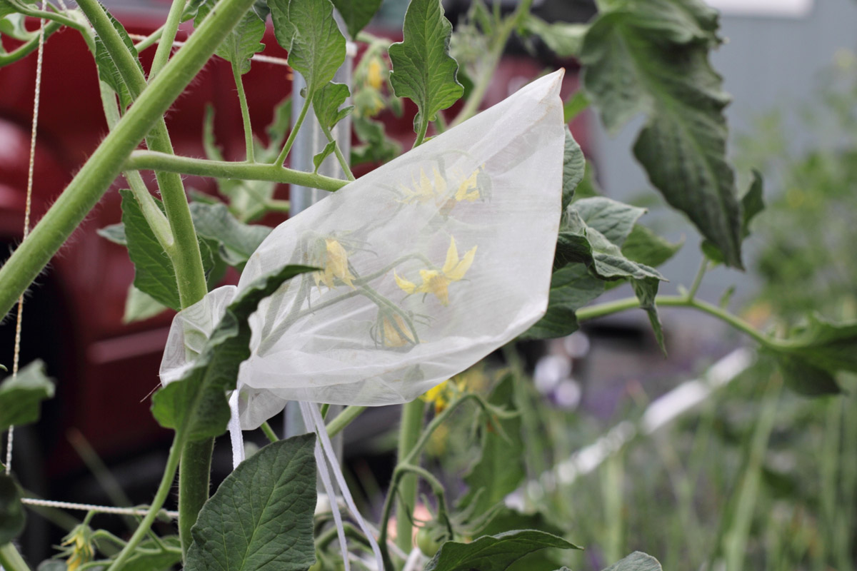 "We do it the Hard Way": Bagging Blossoms