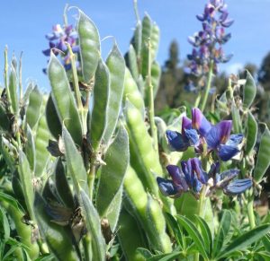 El tarwi: la “soya andina”subutilizada del Altiplano Norte | Cultivos ...