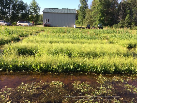 American Wild Rice: Plant_flower_seed_grain_food_from wild rice