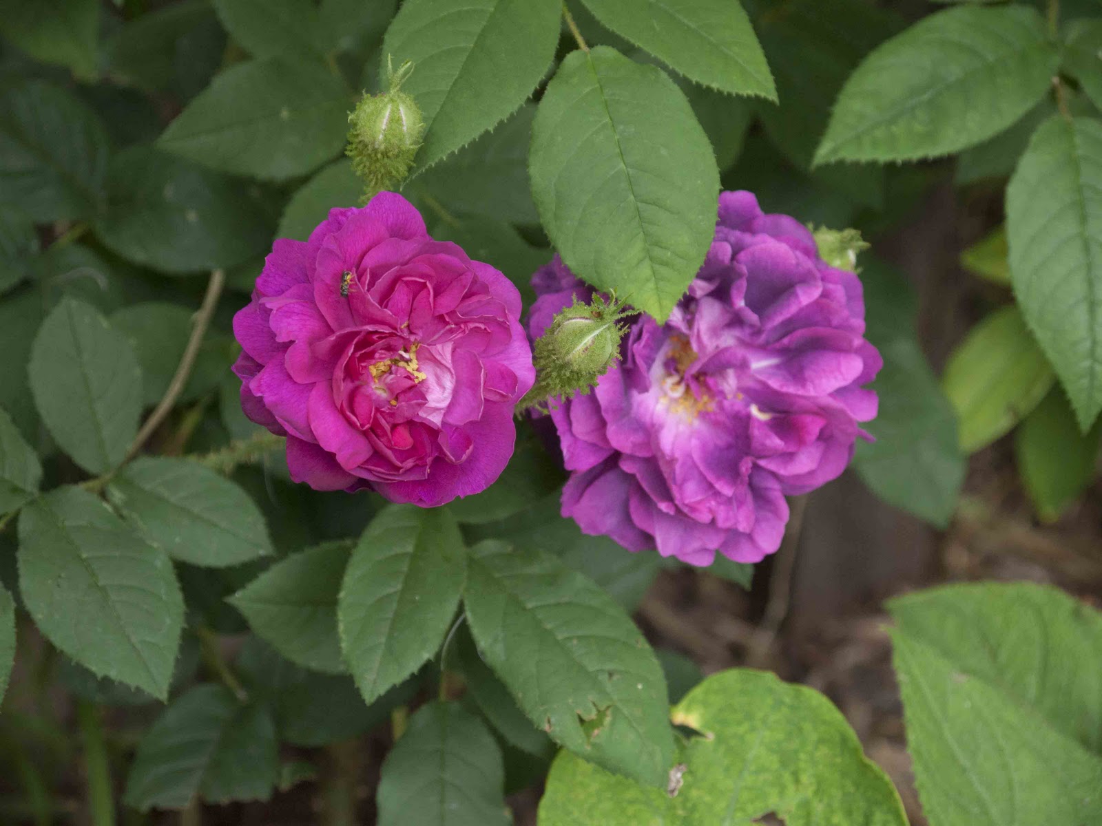 Remnant Gleaning: just roses