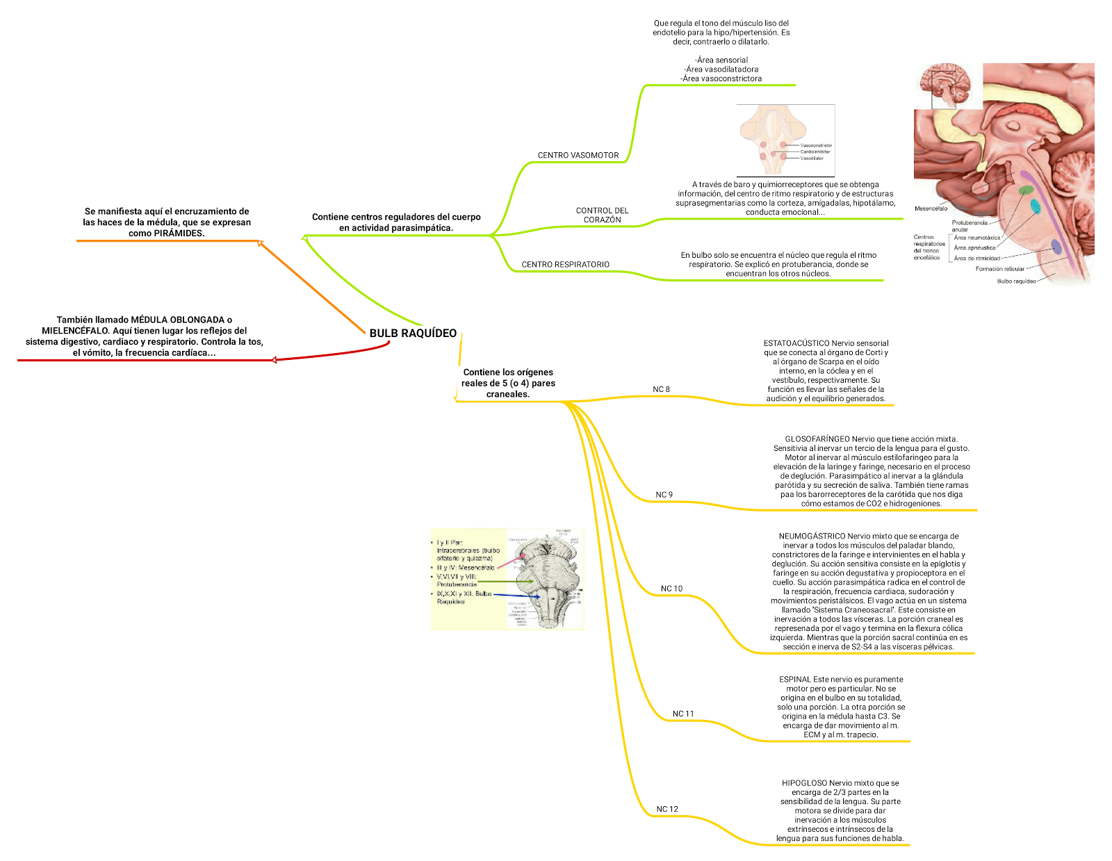 Alfredo.Jiménez.Blog.de.fisiología2016.Grupo7: CEREBELO Y BULBO RAQUÍDEO