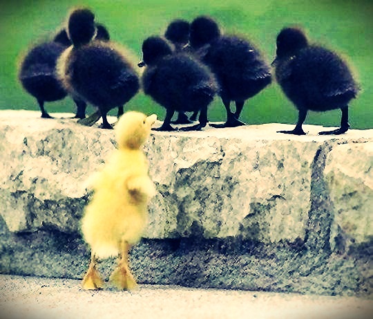 Sumo and I: How to Cope when You Feel Left Out