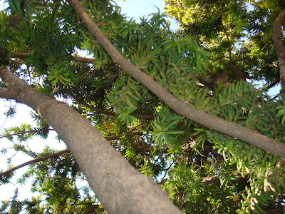 ARTE Y JARDINERÍA : Tejo (Taxus baccata)