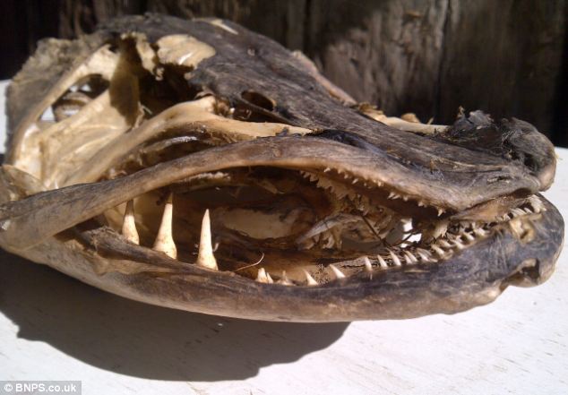 A True Monster ~ The Crypto Crew