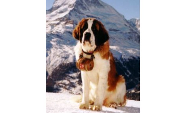 Copilu22: Rase de caini