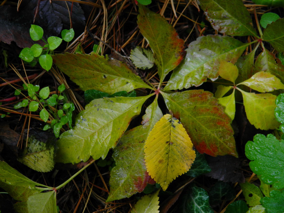 LA MULTI ANI, ROMANIA!: Frunze de vita de vie salbatica