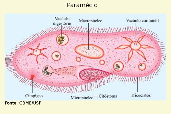 Bio 2° ano- 2013: PROTOZOÁRIOS