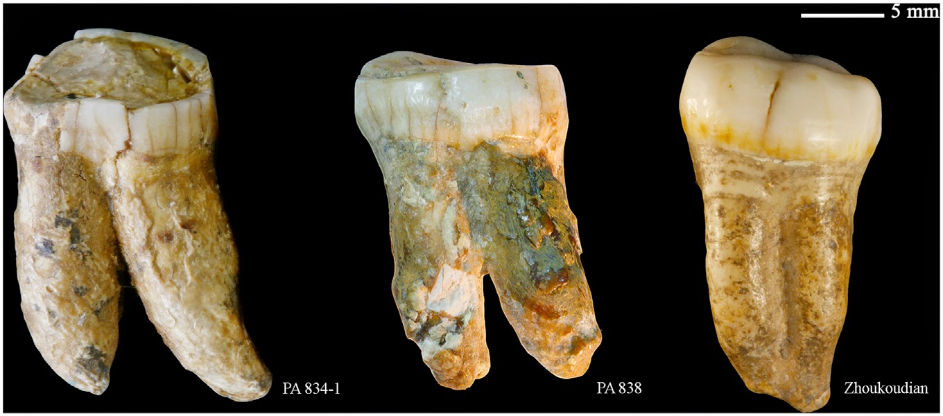 Sciency Thoughts: Hominin teeth from the Middle Pleistocene of Anhui ...