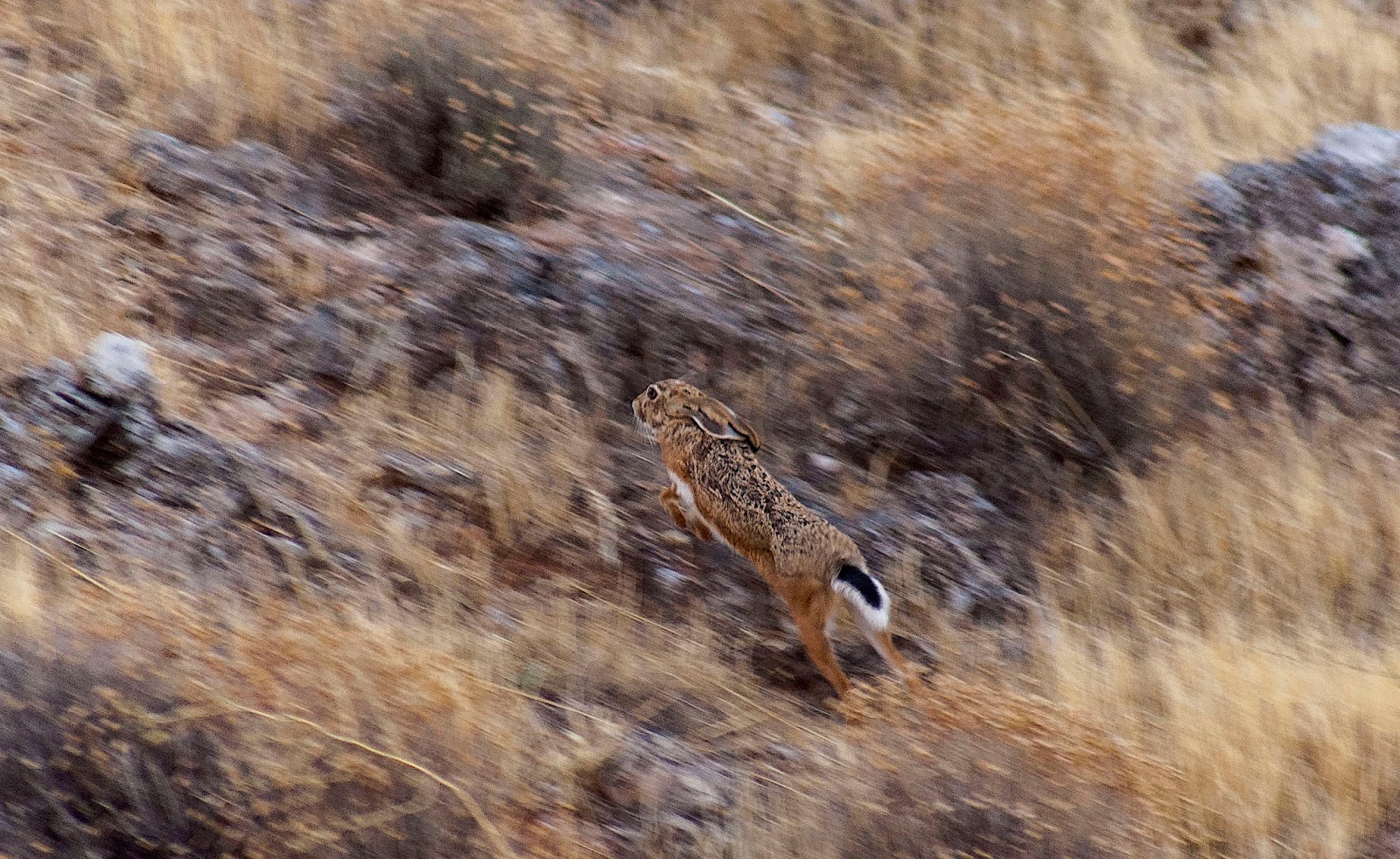 Ensayos fotográficos - Práctica de "El barrido fotográfico" con liebre ...