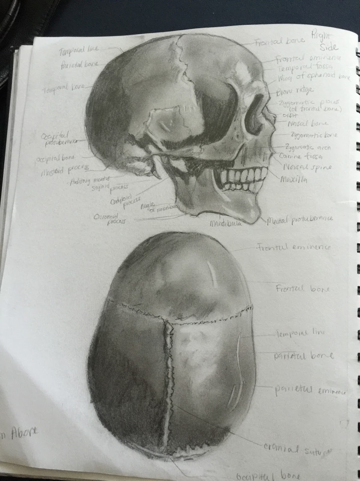 Skull Study (sketch book)