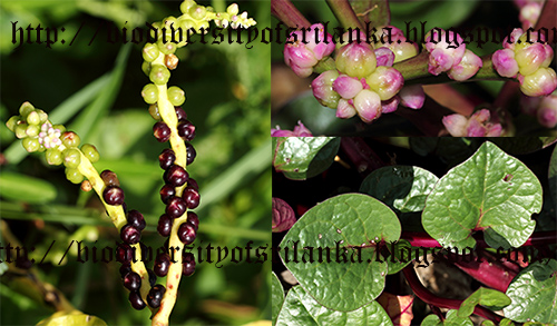 Biodiversity of Sri Lanka: නිවිති [Nivithi]/Malabar Spinach(Basella alba)