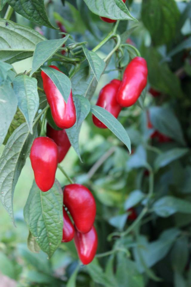 Daleys Fruit Tree Blog: John Picone's Orchard - Perhaps Best Home ...