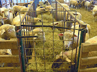 Sheep Farming | Modern & Mixed Farming System