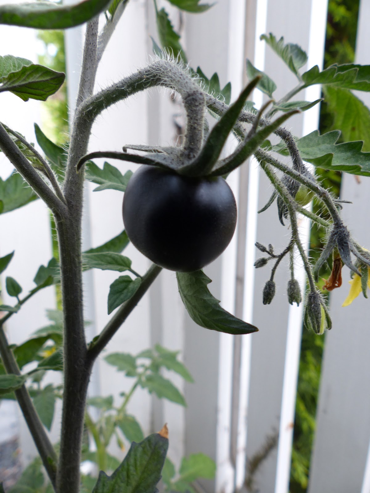 MEIDÄN HARMONIAA: Kesän satoa