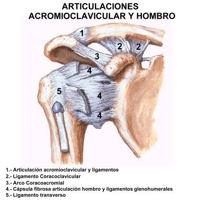 Biomecanica del MMSS: Biomecanica del Hombro