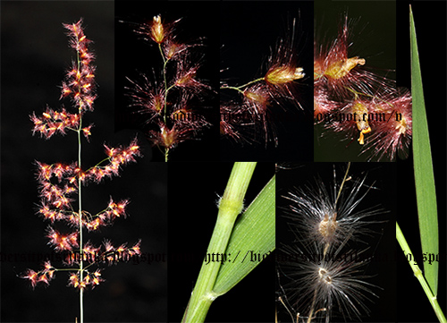 Biodiversity of Sri Lanka: Natal Grass/Rose natal grass/Natal red top ...