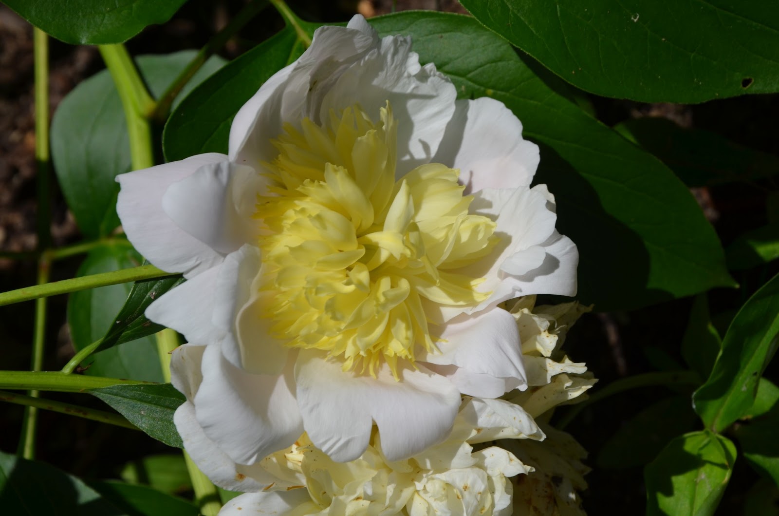 Southern Peony: 2013 Peony Blooms Very Late - Week 7