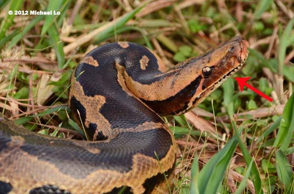 The rainforests of Borneo & Southeast Asia: Borneo short-tailed python ...