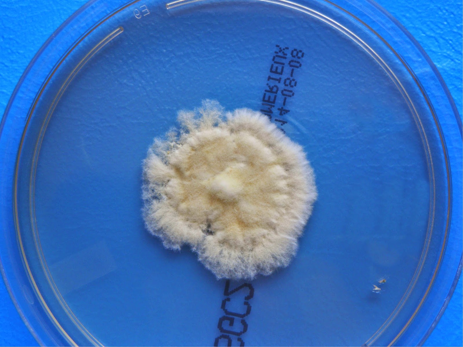 ATLAS MICOLOGIA: CONIDIOBOLUS CORONATUS