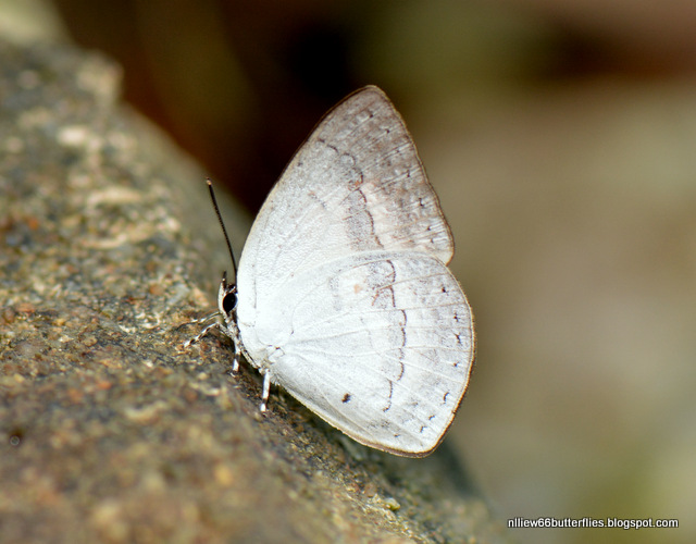 The Forested Path (and Beyond): BUTTERFLIES of RAUB: Curetis regula (Evans)
