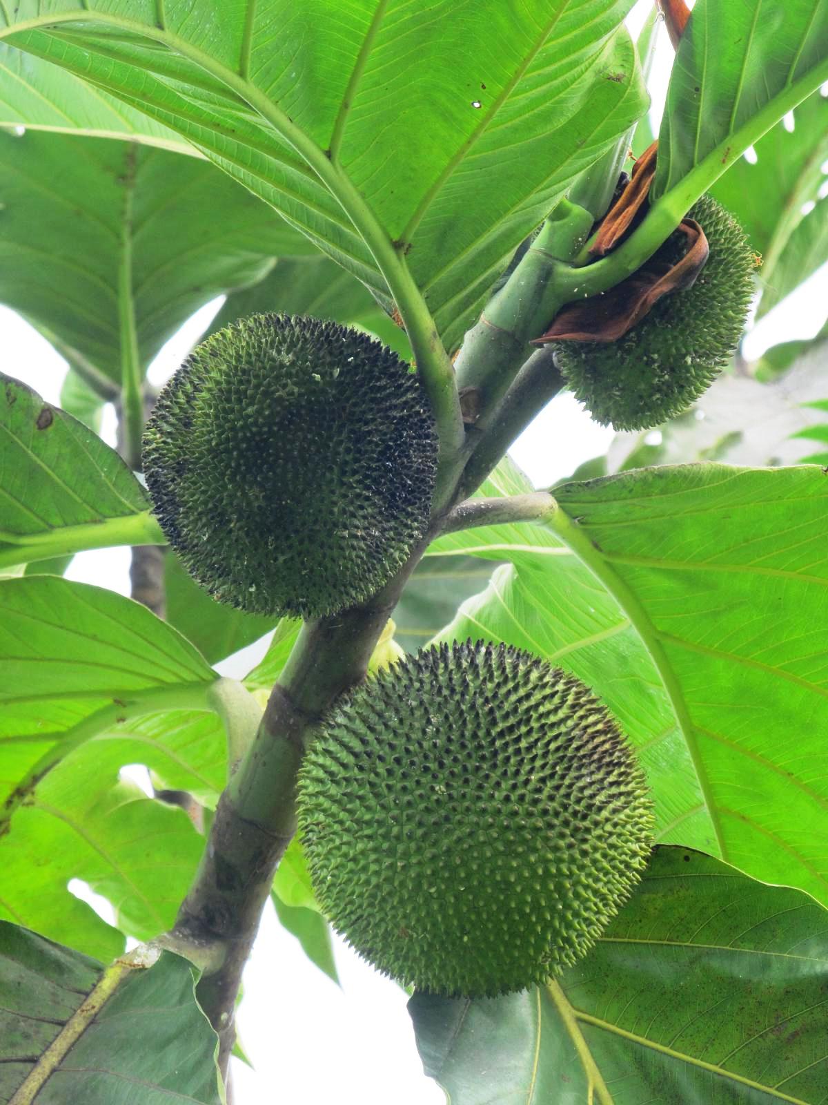 Breadfruit Tree