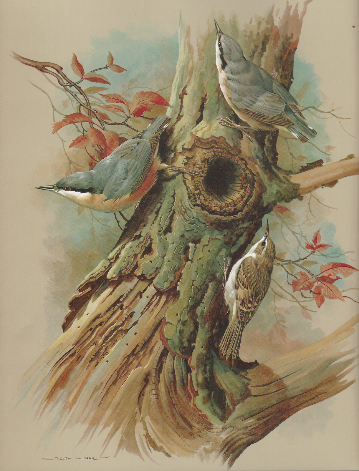 Welcome: The Birds of the Village by Basil Ede