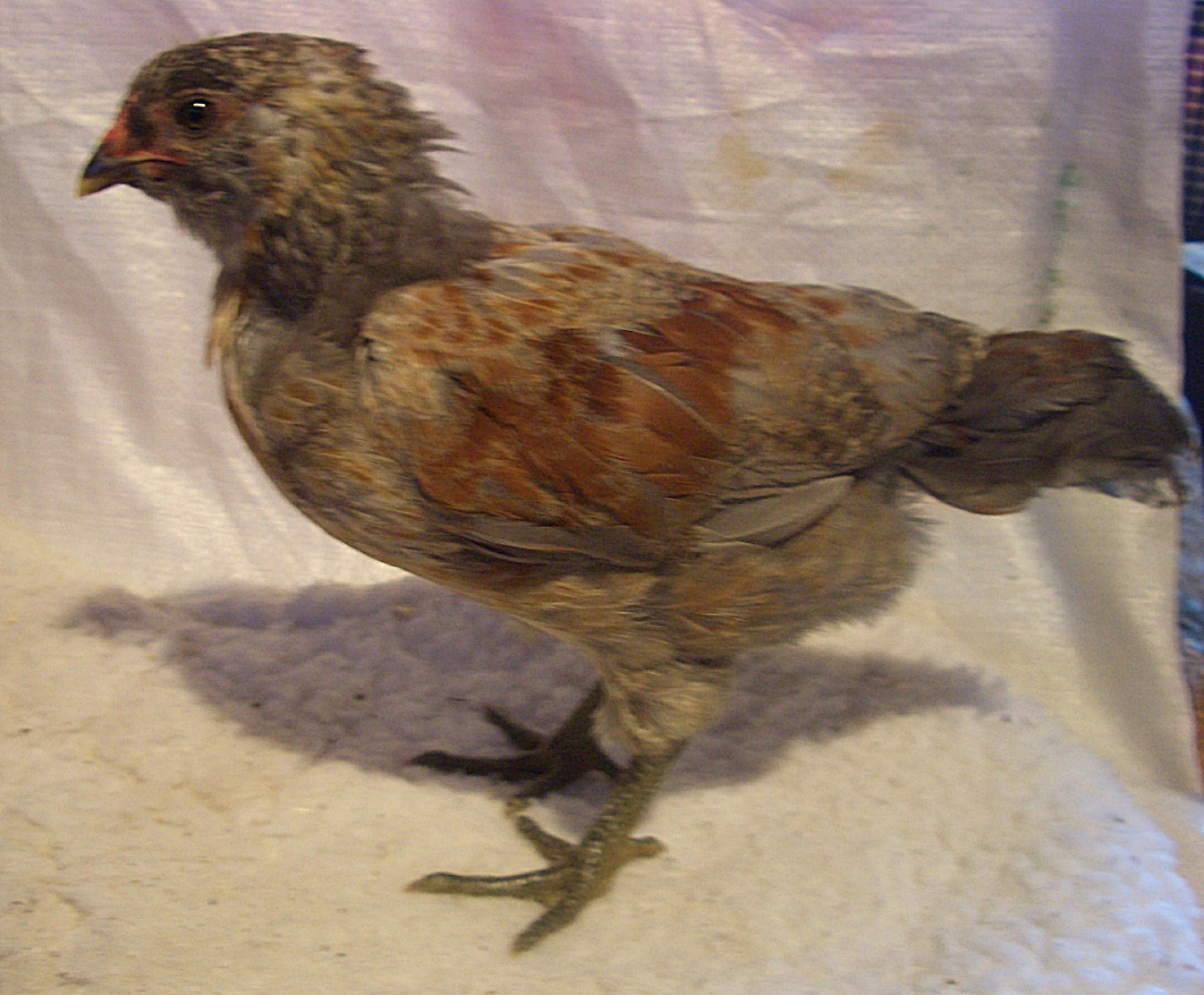 Backyard Chicken Fever