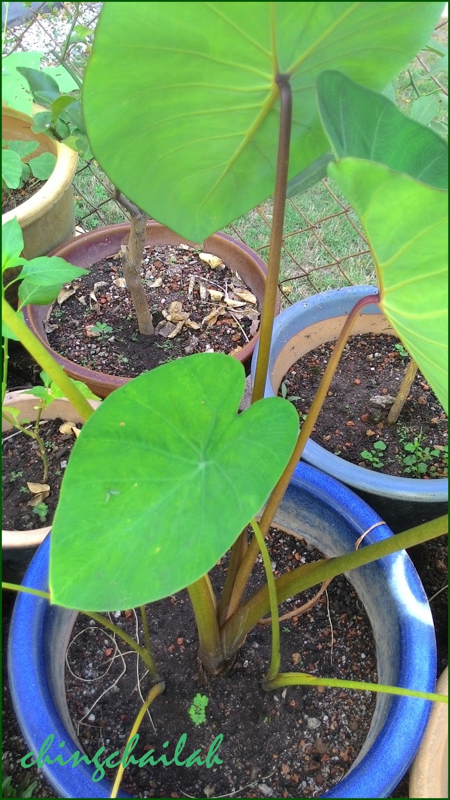 Simple Living In Nancy: Growing Taro Plants And Its Health Benefits