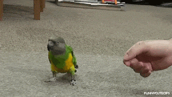 Funny animal gifs - part 116 (10 gifs) | Amazing Creatures
