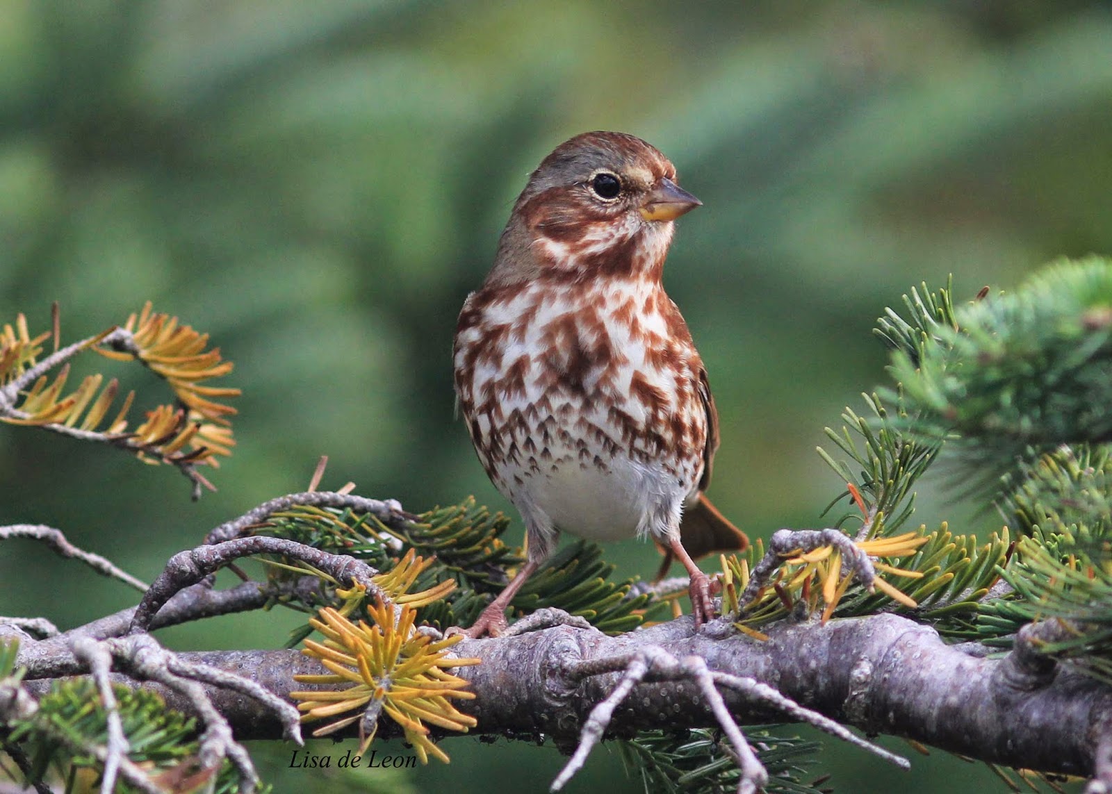 Birding with Lisa de Leon: A Plucky Little Fox Sparrow