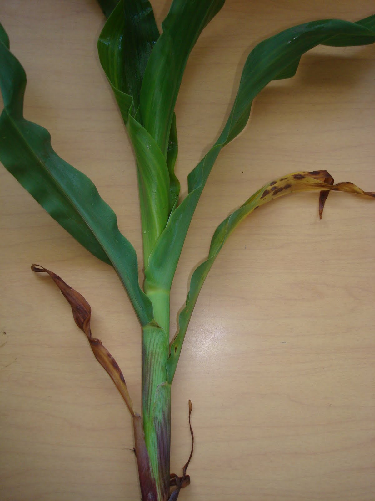 University of Illinois Plant Clinic: Anthracnose Leaf Blight on Corn ...