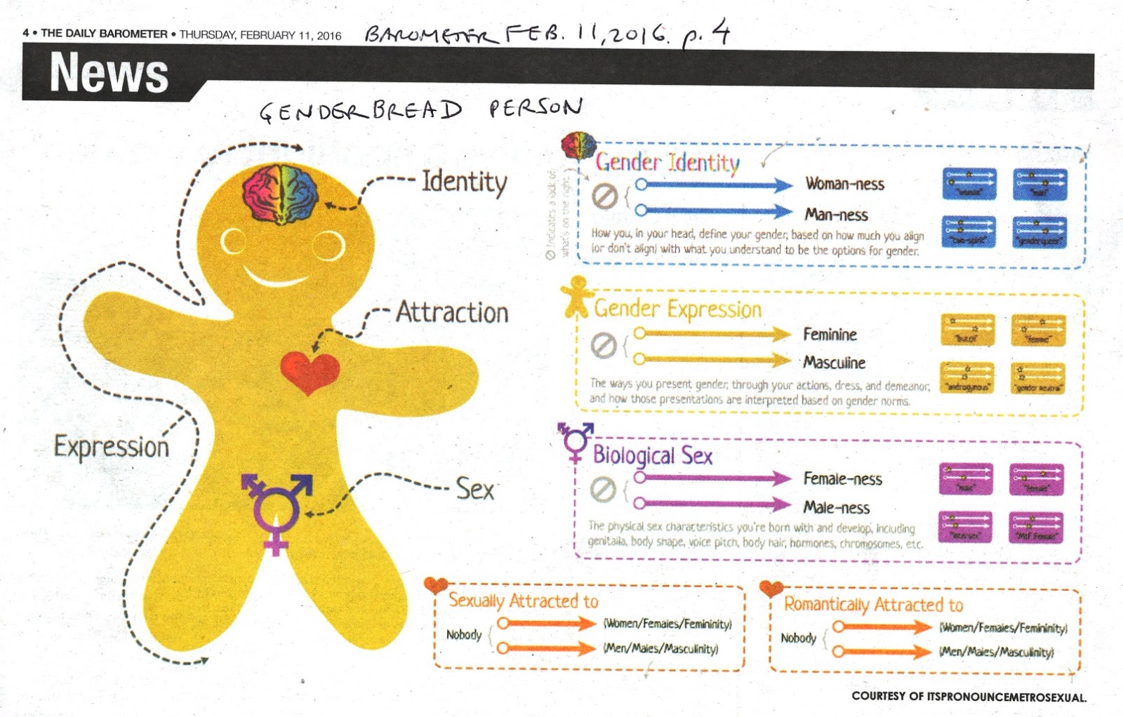 Tom's OSU: OSU 'Genderbread Person' gingerbread cookies decorated in ...