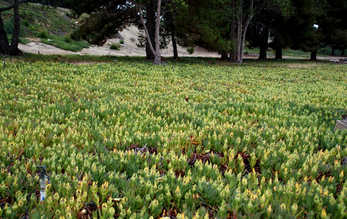 A photo, A thought............: Plant: Sea fig blooms splash in South ...