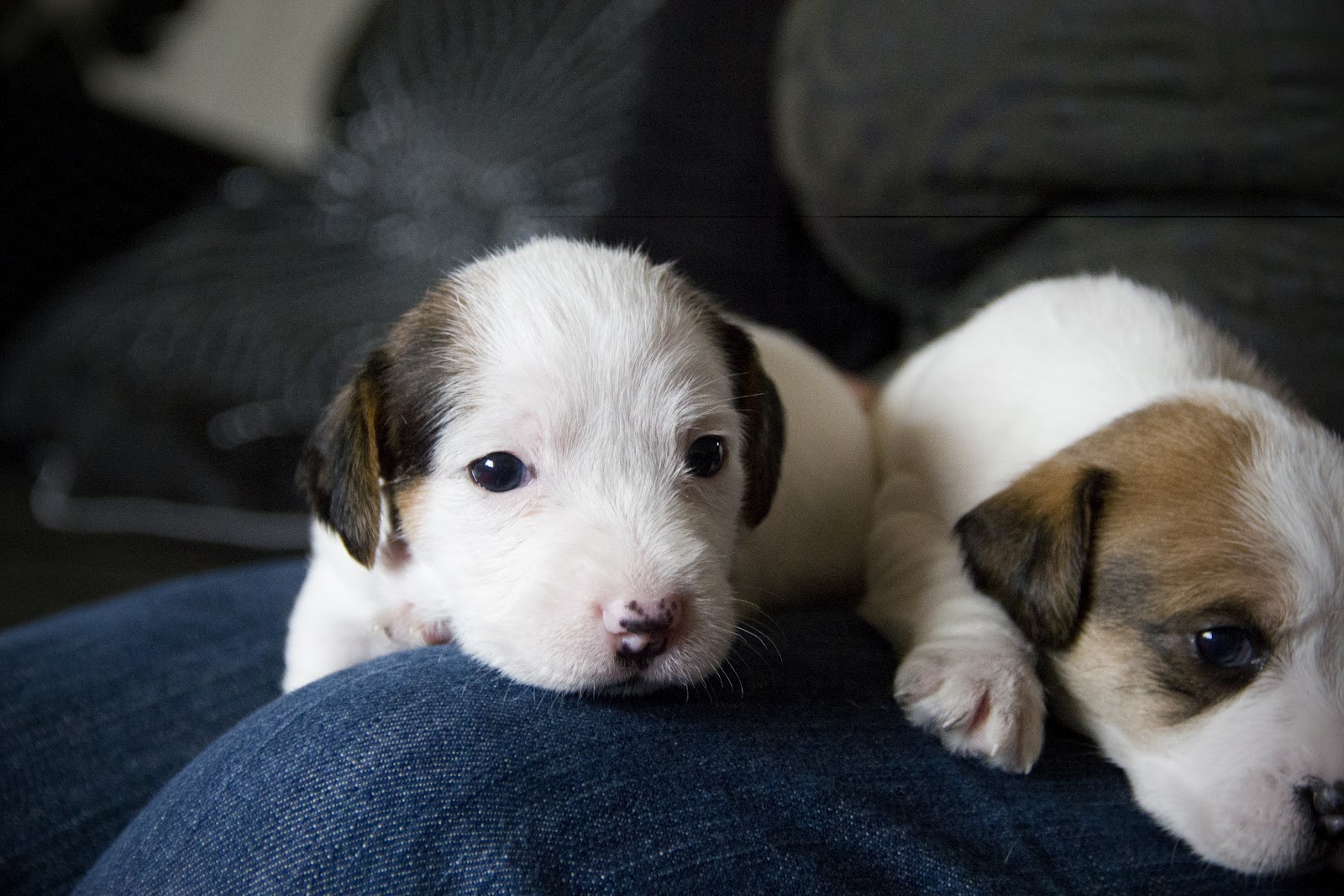Loren McFarlane Photography: Susan Borthwick's Daxijack puppies...
