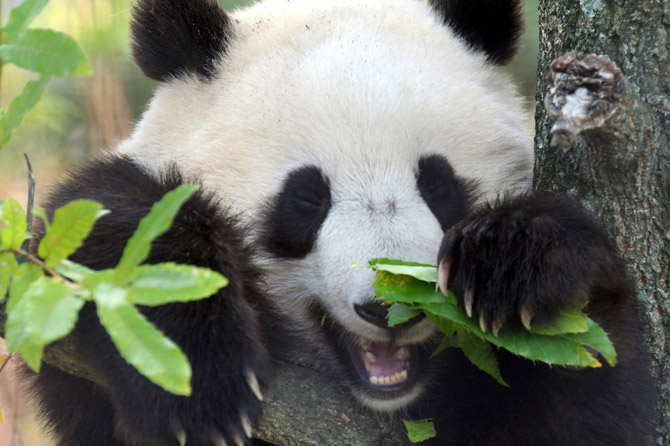 Happy Pandas Cute & Funny Photos | Funny And Cute Animals