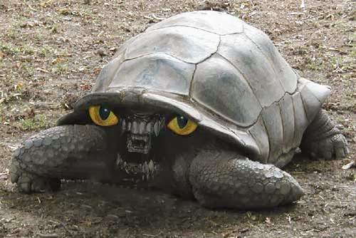 Cute Funny Animalz: Funny Tortoise New Nice Photos 2014