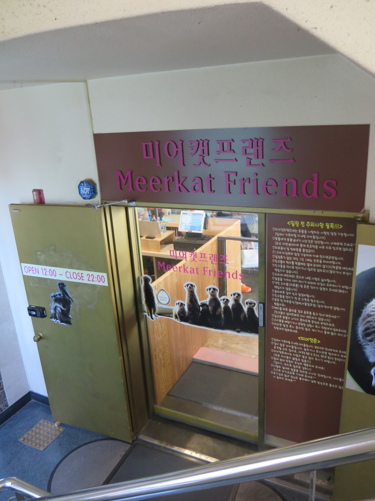 Day 1: Meerkat Cafe in Hongdae - Seoul, South Korea - chichicho~