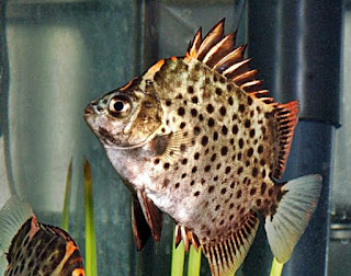 Mengenal Ikan Ruby Scat | dokter ikan