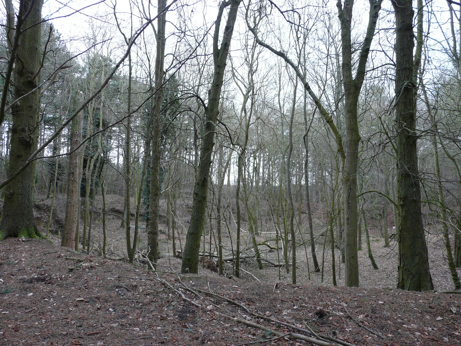 Cindy's Snaps: Beeches Pit, West Stow, Suffolk