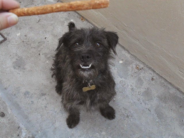 Adoptándonos: Pirañita, precioso perrito barbincho de tamaño chico en ...